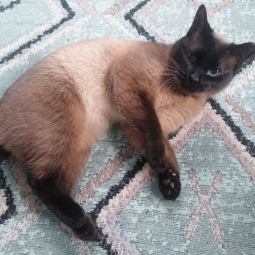 Сиамская, взрослая кошка