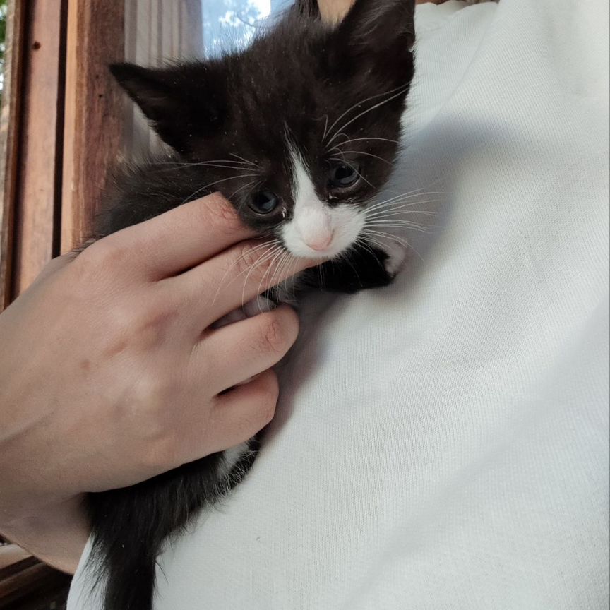 Котята в добрые руки в дар