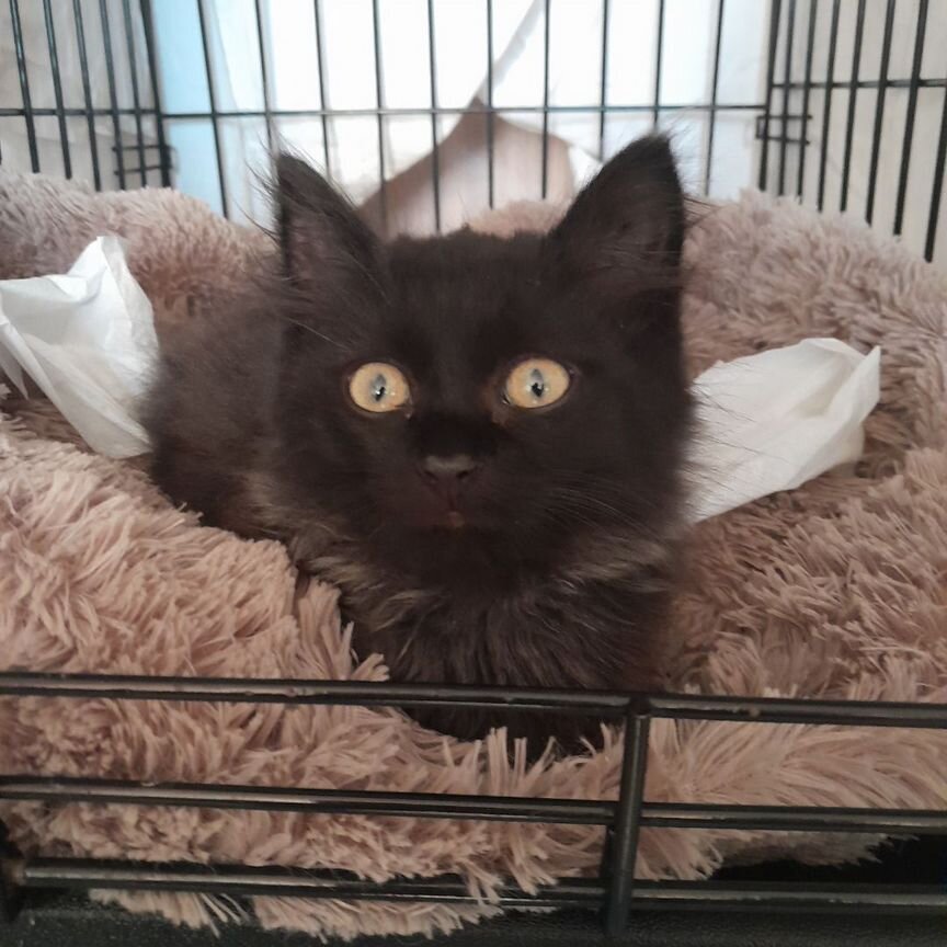 Котенок 3месяца