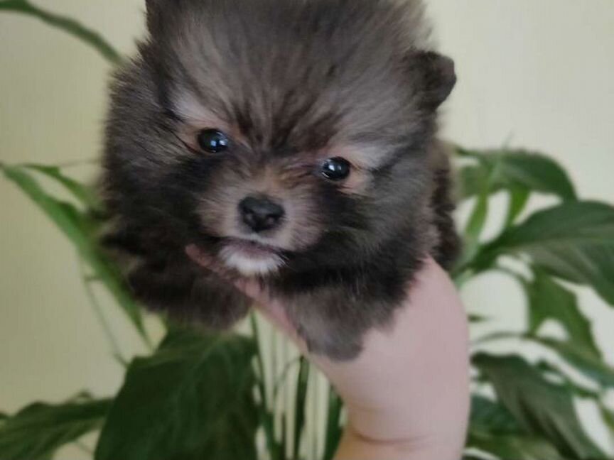 Померанский шпиц девочки и мальчики