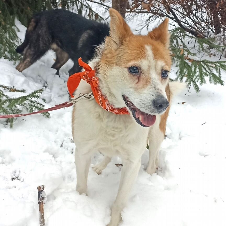 Небольшая собачка в квартиру или в дом