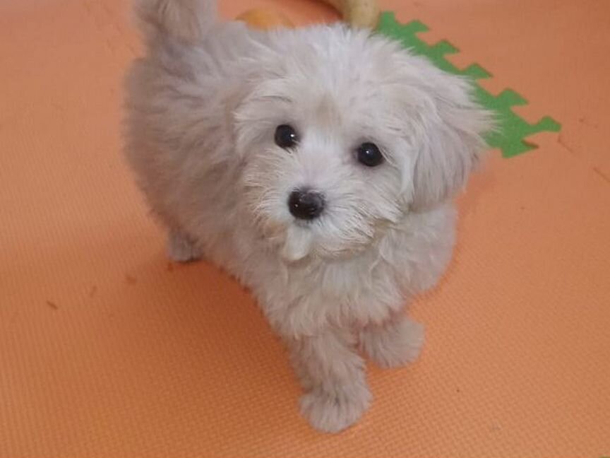 Мальтипу f1 щенок девочка