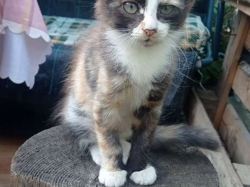 Кошка