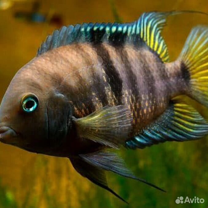 Цихлазома Сэджика (Amatitlania sajica)