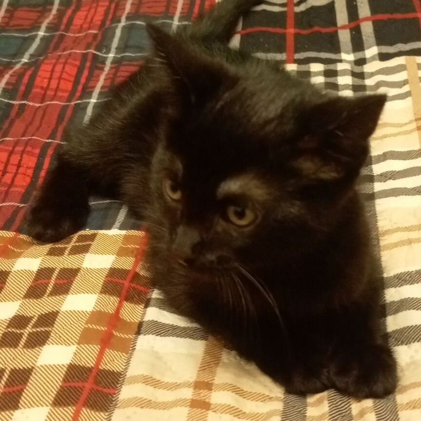 Котёнок от частного владельца