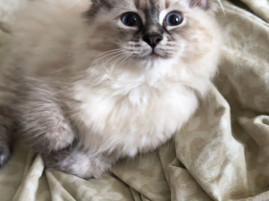 Невский маскарадный кот