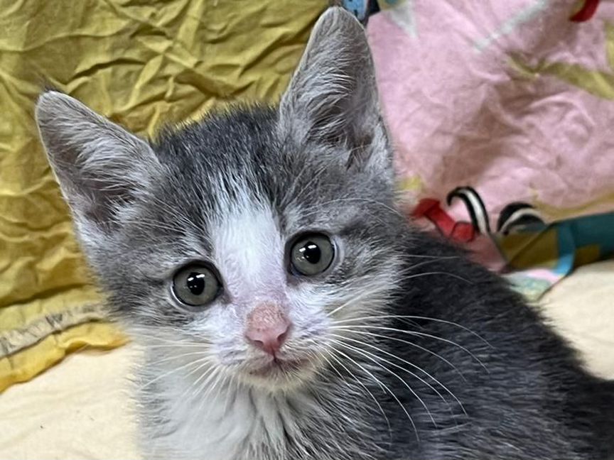 Котенок-девочка 1 мес ищет дом