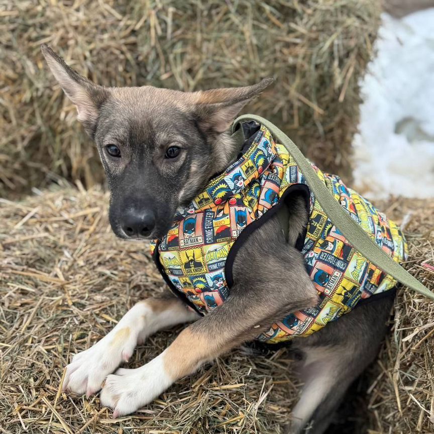 Щенок в добрые руки