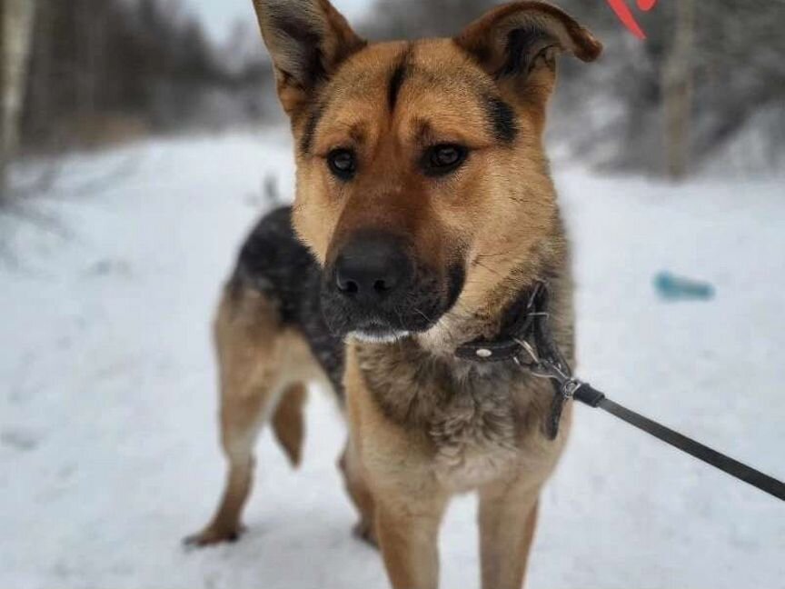 Собака