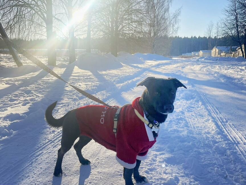 Маленькая собака