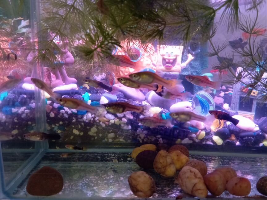 Рыбки гуппи