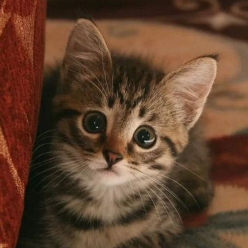 Котята