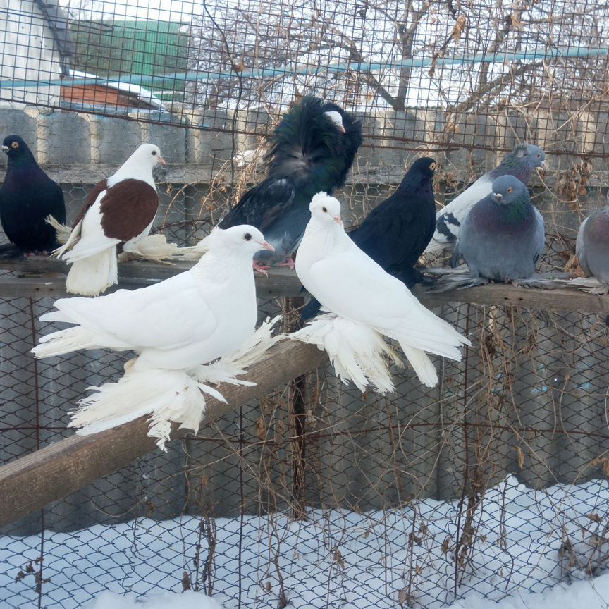 Породистые голуби