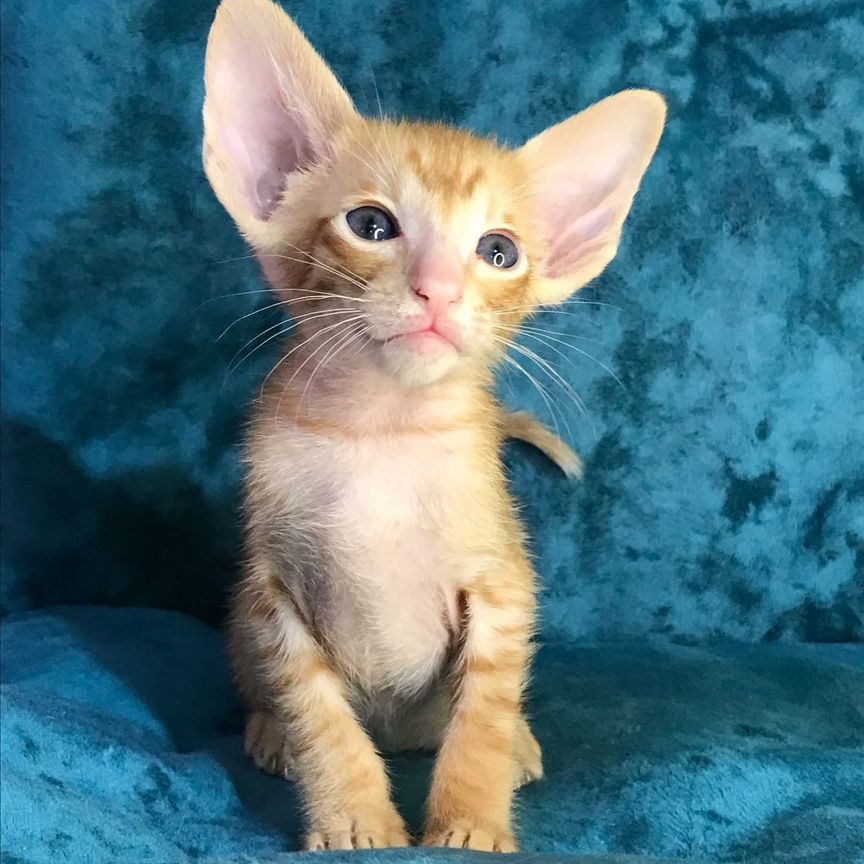 Ориентальный котёнок