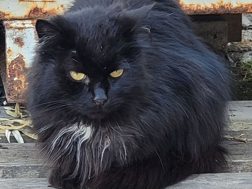 Кошка чёрная пушистая