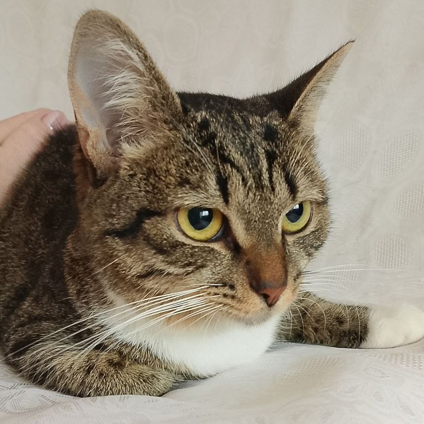 Взрослая, Девочка кошка в добрые руки