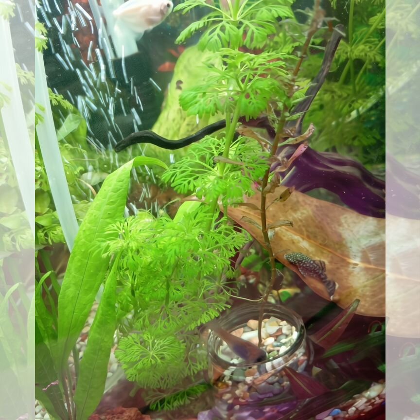 Лимнофила, цена за все