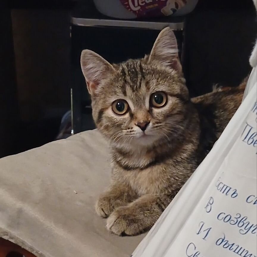 Котенок