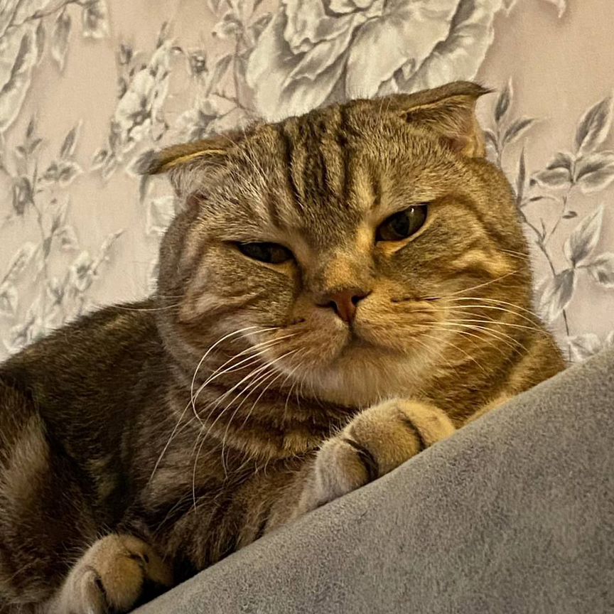 Кот в добрые руки