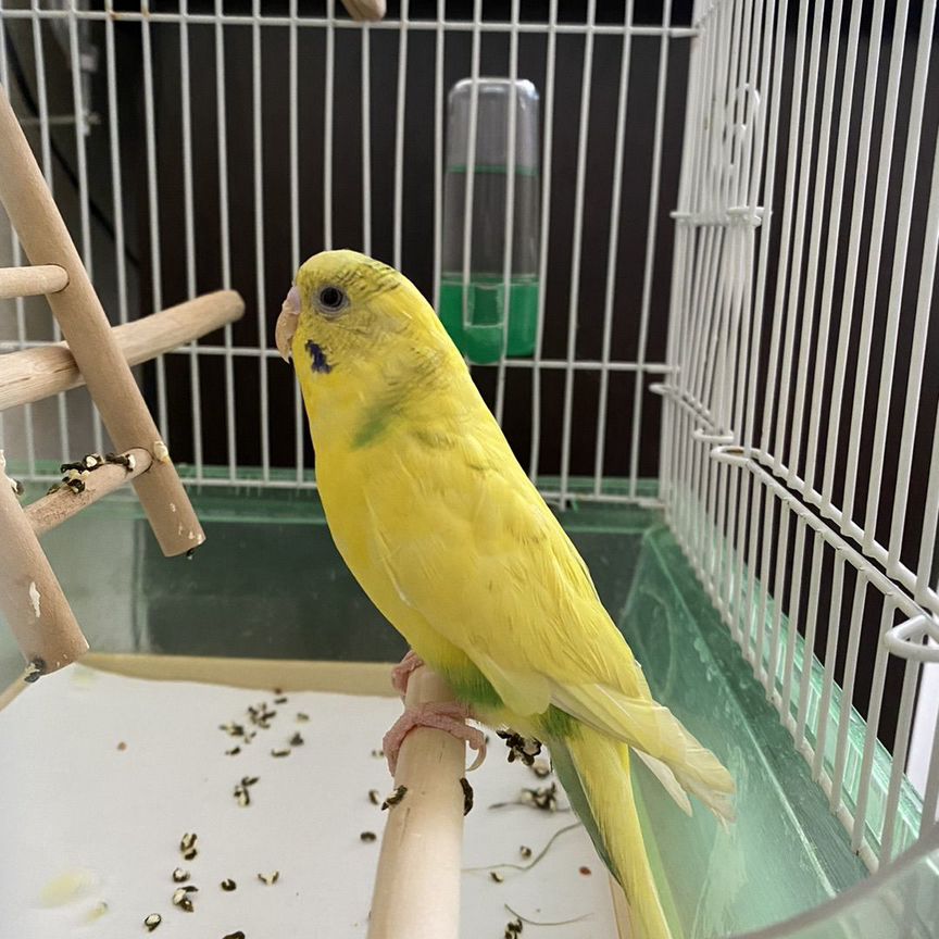 Волнистый попугай девочка