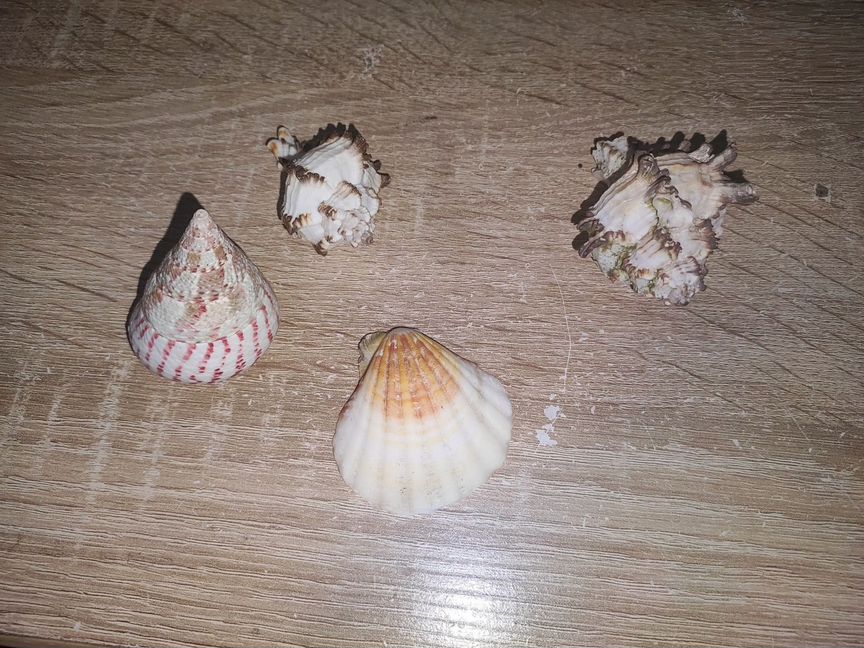 Ракушки 4 штуки