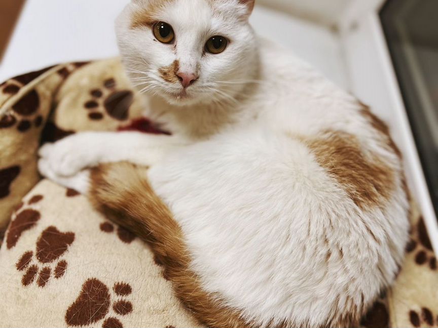 Котик Марсик, поцелованный солнышком, ищет семью