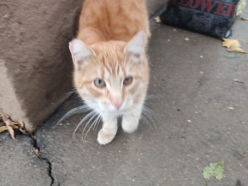 Рыжик 11 мес потерялся