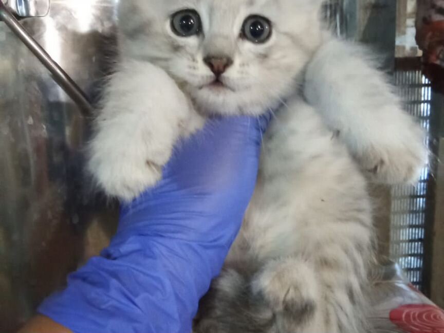 Чудесный Котофей