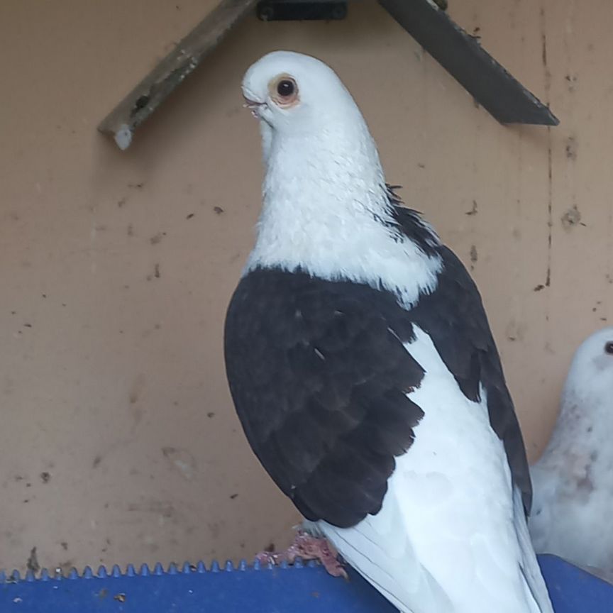 Голуби-немецкая чайка