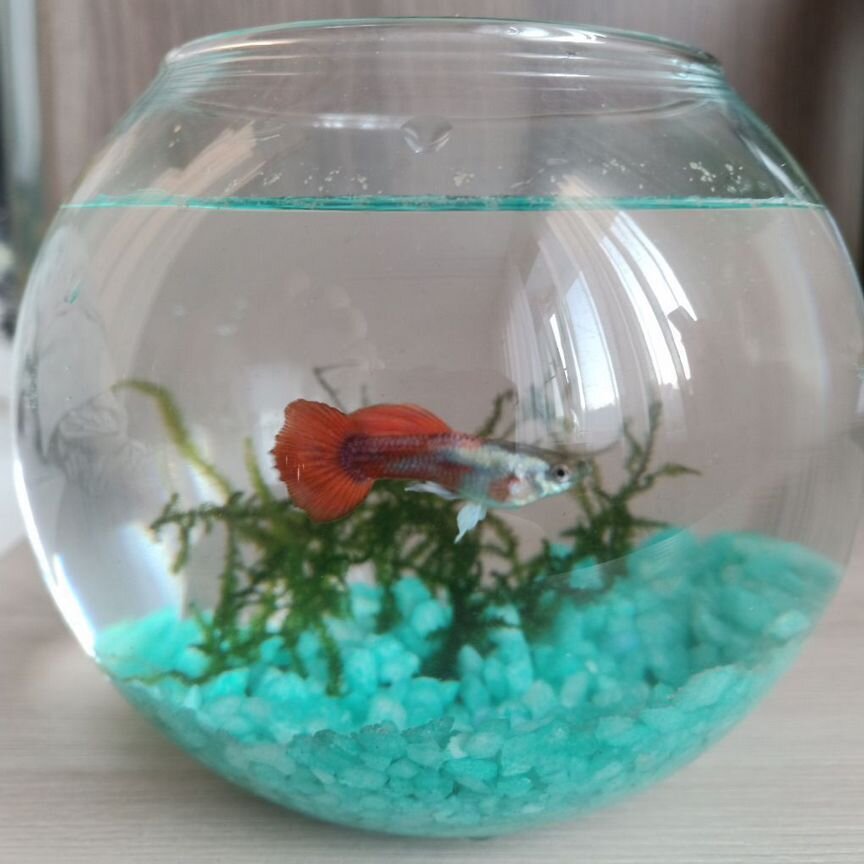 Аквариум с рыбкой