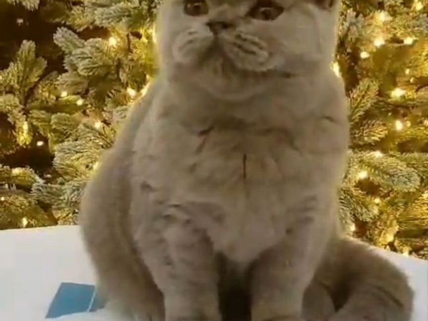 Ищем кота на вязку