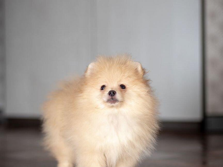 Кремовый малыш померанский шпиц