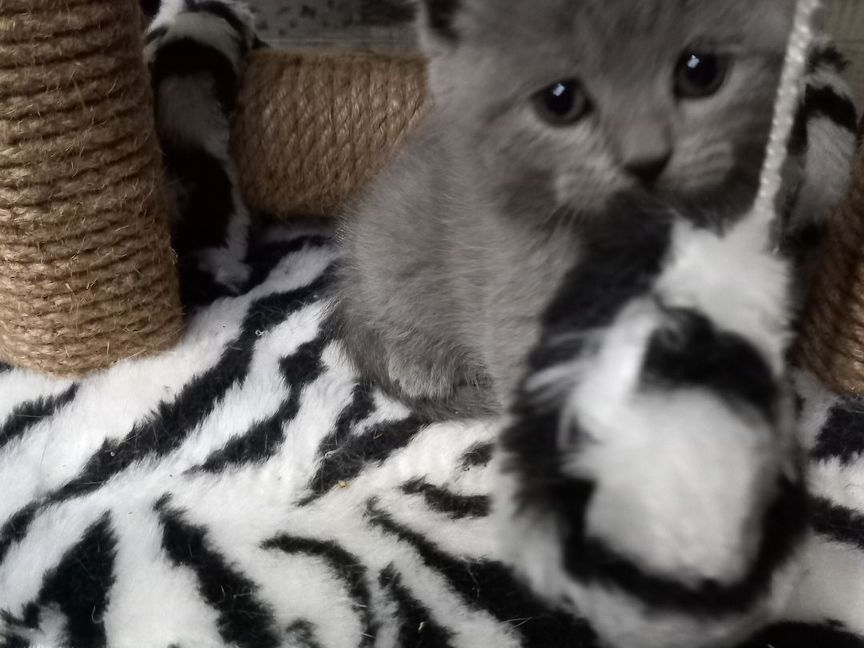 Шотландские чистокровные 1,5 мес голубые ласкуши