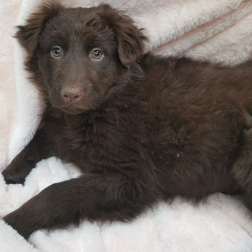 Малышка - шоколадка, 3 мес., в добрые руки