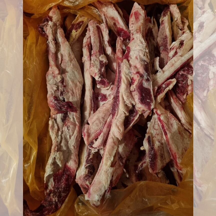 Лопаточный хрящ грудной