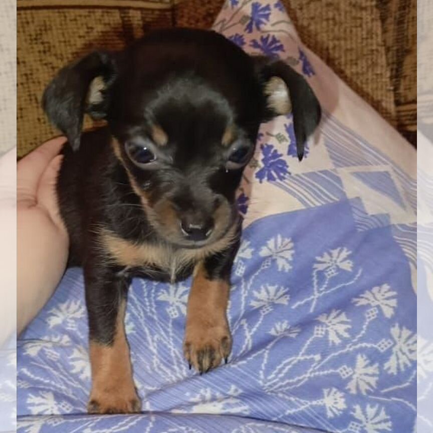 Щенки тойтерьера