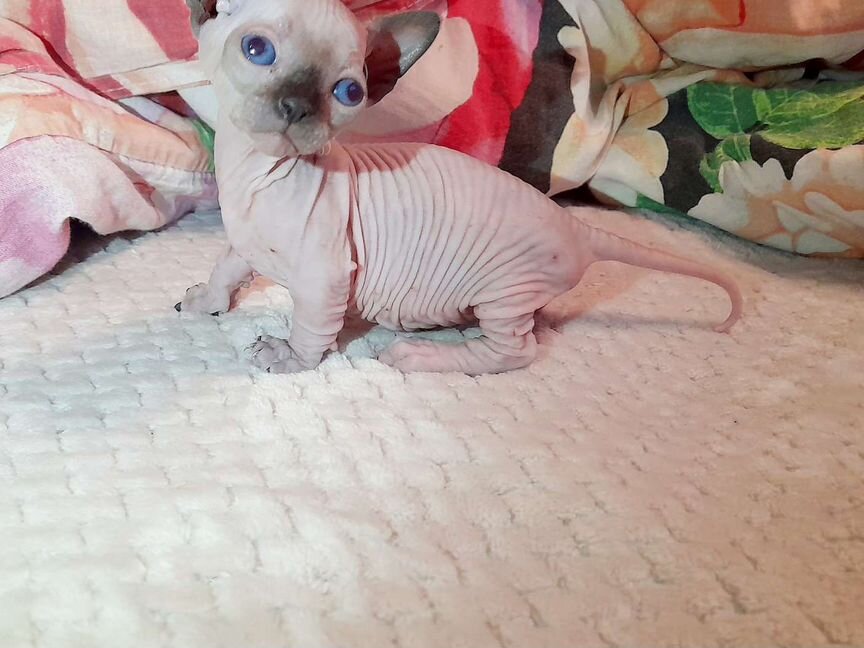 Канадский сфинкс бамбино девочка