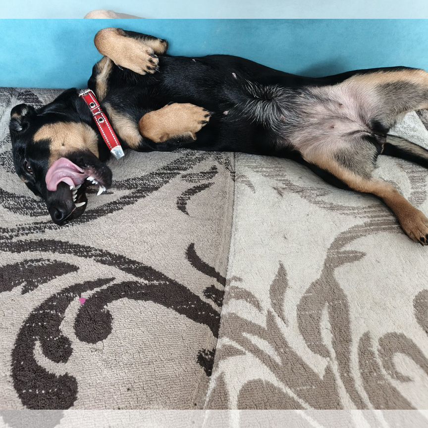 Взрослая собака в добрые руки