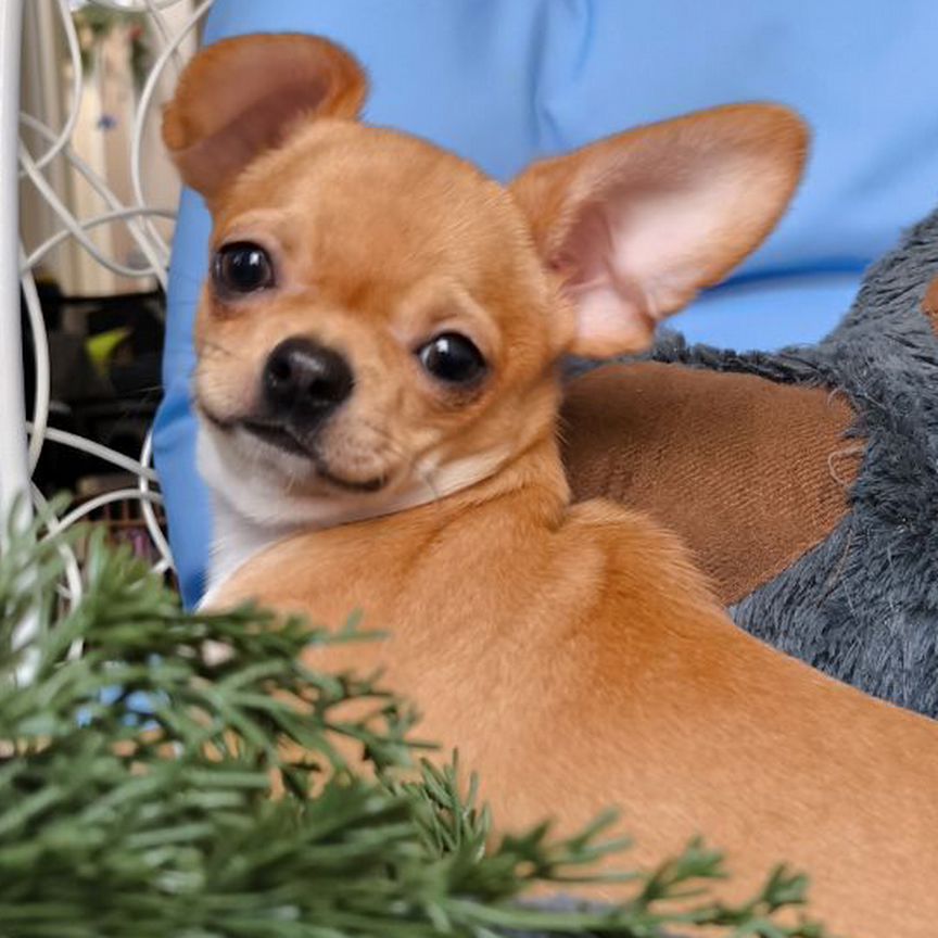 Чихуахуа, щенок