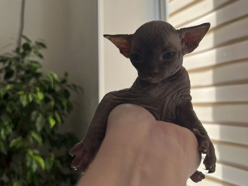 Канадский красавец