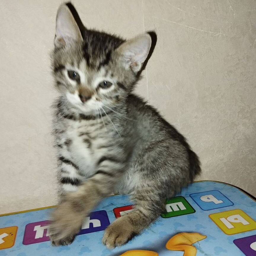 Курильский бобтейл короткошёрстный котёнок