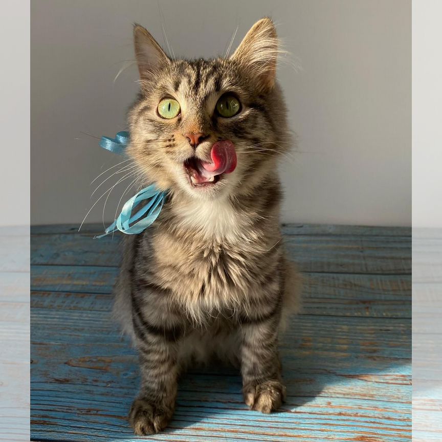 Котик в добрые руки