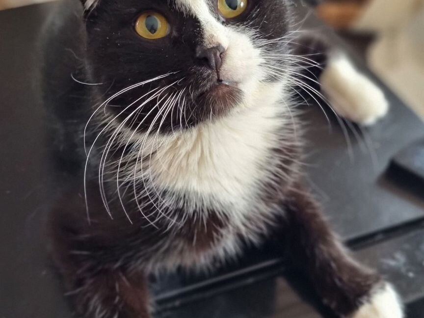 Шотландский вислоухий кот