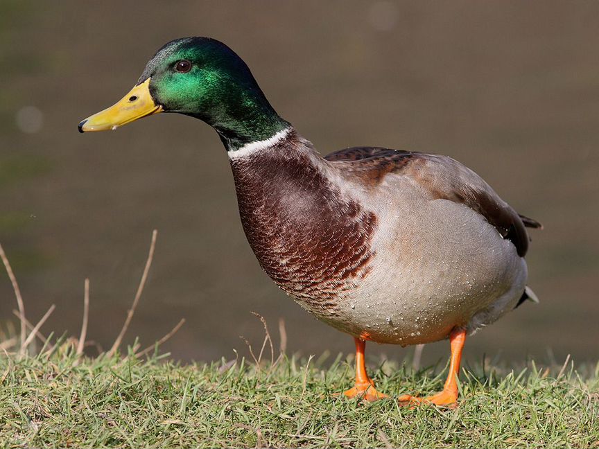 Селезень дикой кряквы