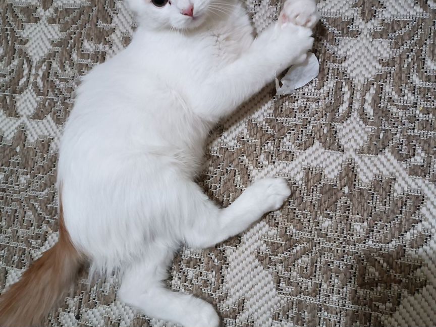 Котик Макар в добрые руки
