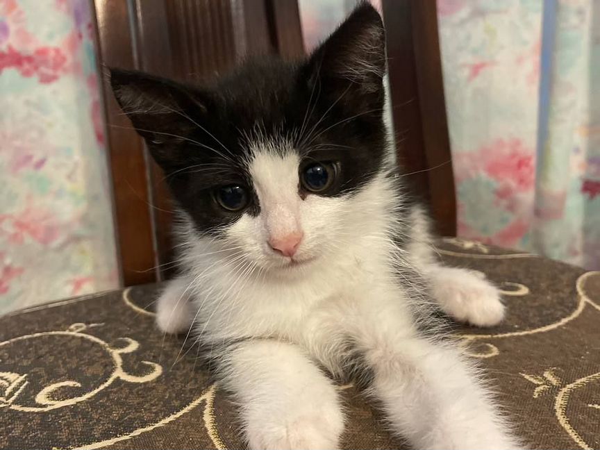 Котенку нужен дом