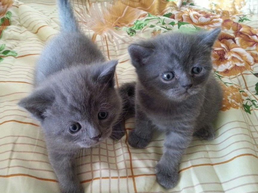 Котята