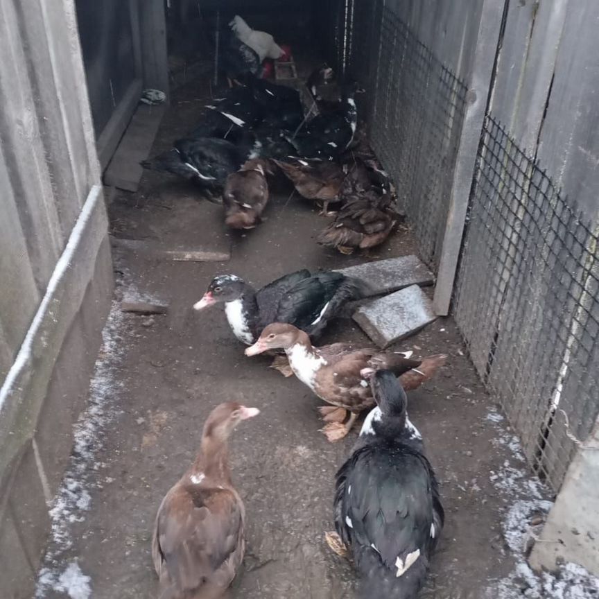 Индоутки 4 месяца