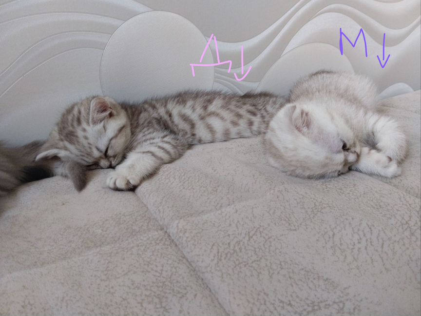 Шотландские котята