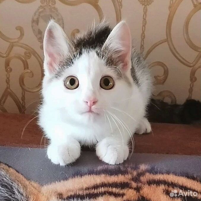 Маленькая тигрица в поиске дома